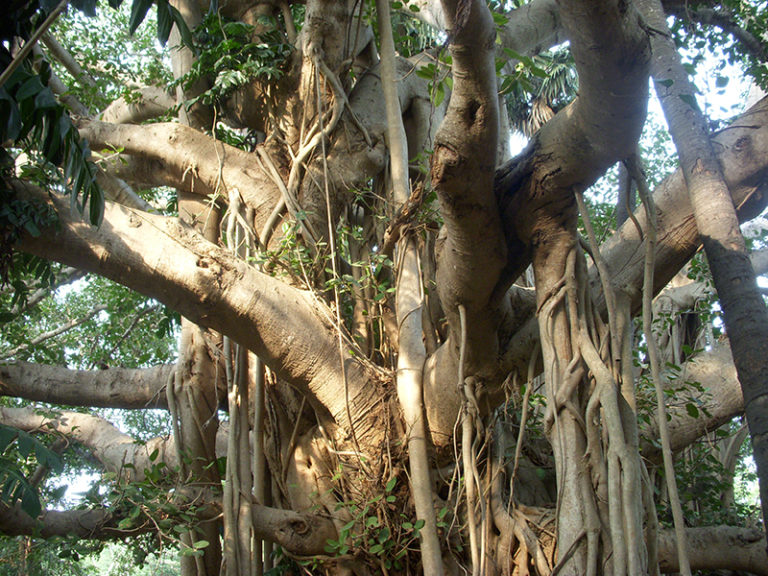 banian - Yoga vers soi